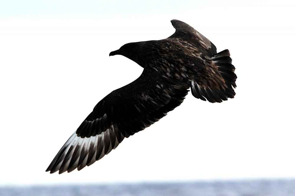 Gallery – Seabirds-and-Seals