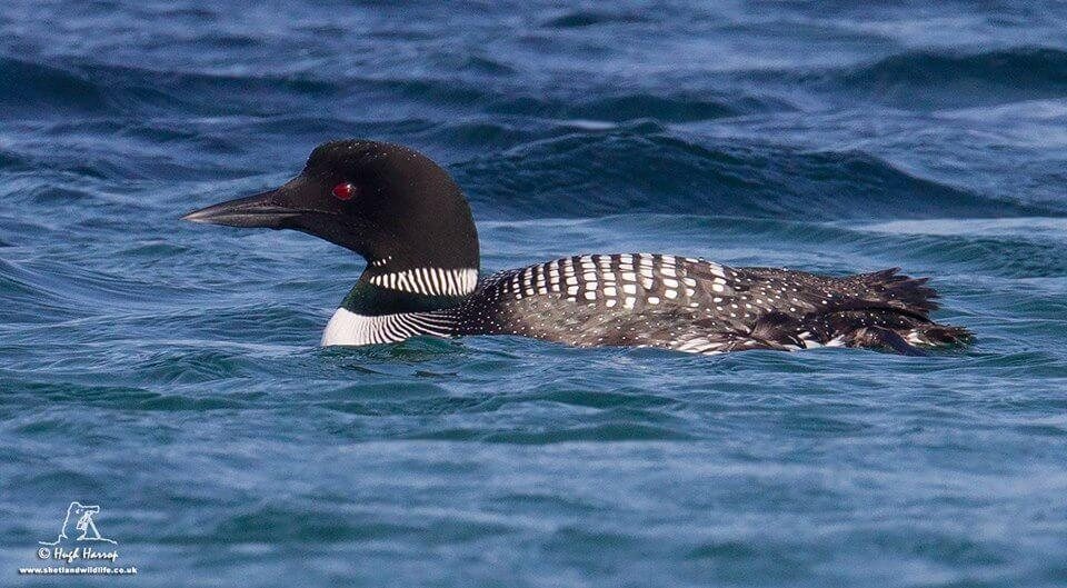 Gallery – Seabirds-and-Seals